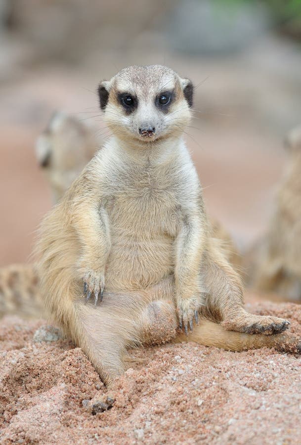 Meer Cat stock image. Image of lion, animals, wild, girraffe - 55708731