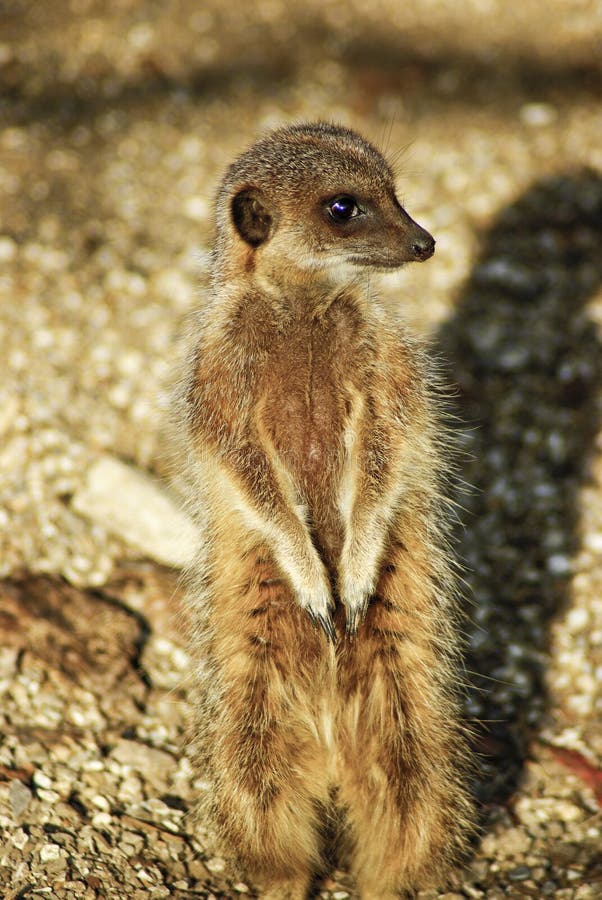 Manatee tank stock image. Image of child, damp, dolphin - 413043