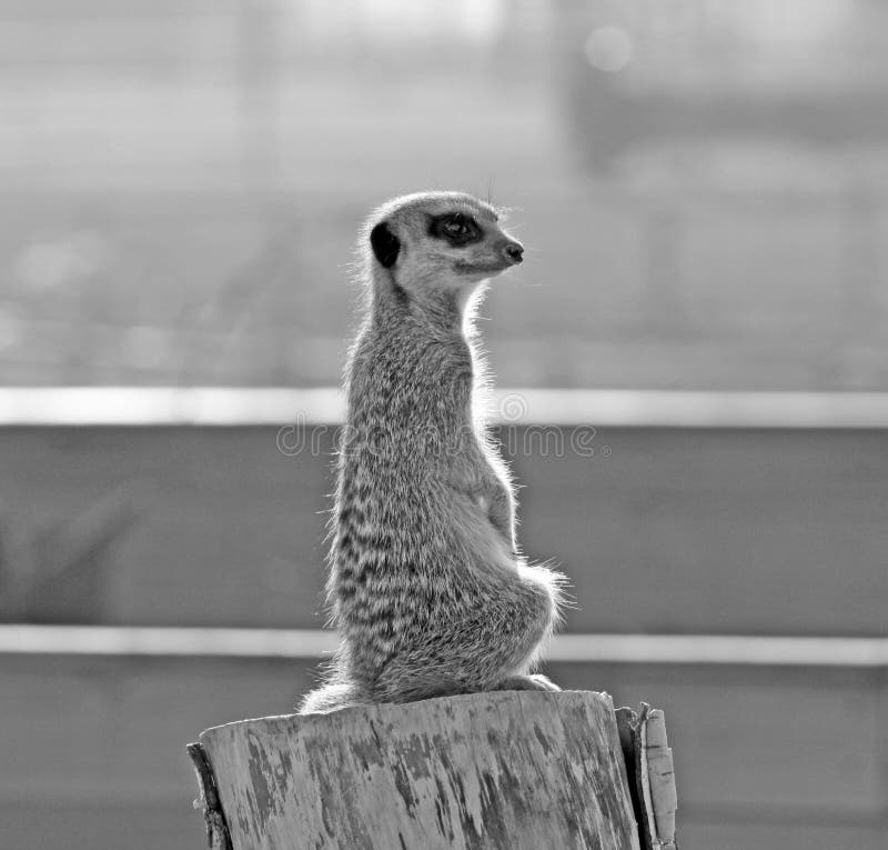 Meer kat stock photo. Image of furry, look, animal, mongoose - 22302052