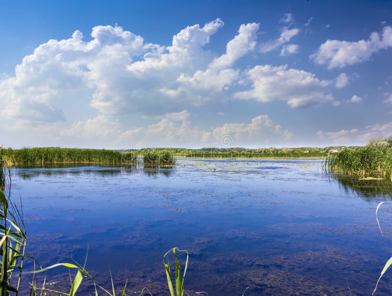 Meer Met Riet En Waterlelies Stock Afbeelding - Image of plantkunde ...