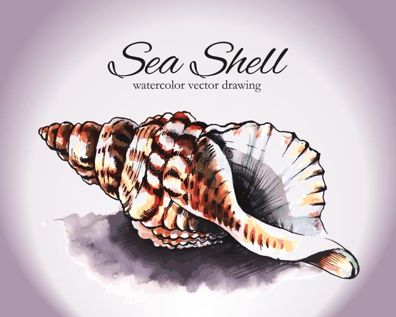 Meer Shell Vector Watercolor Drawing Vektor Abbildung - Illustration ...