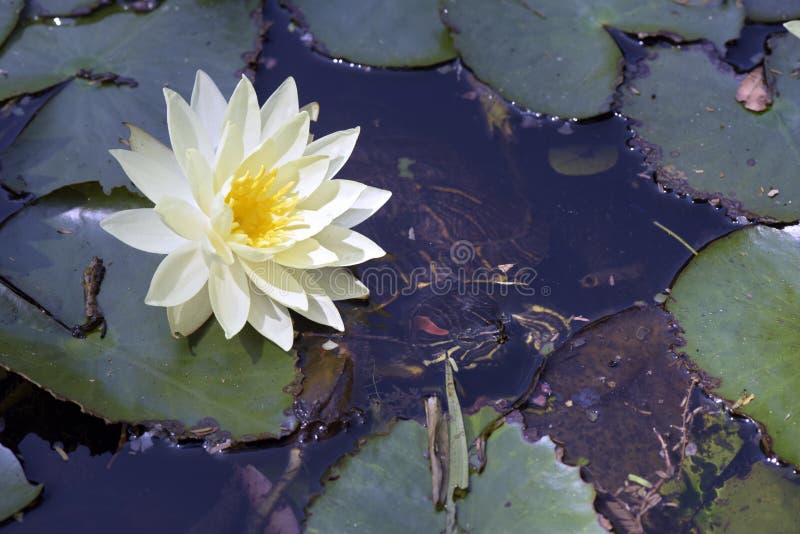 Meer Van Geel Waterlily in Bloei Stock Foto - Image of zuiverheid ...