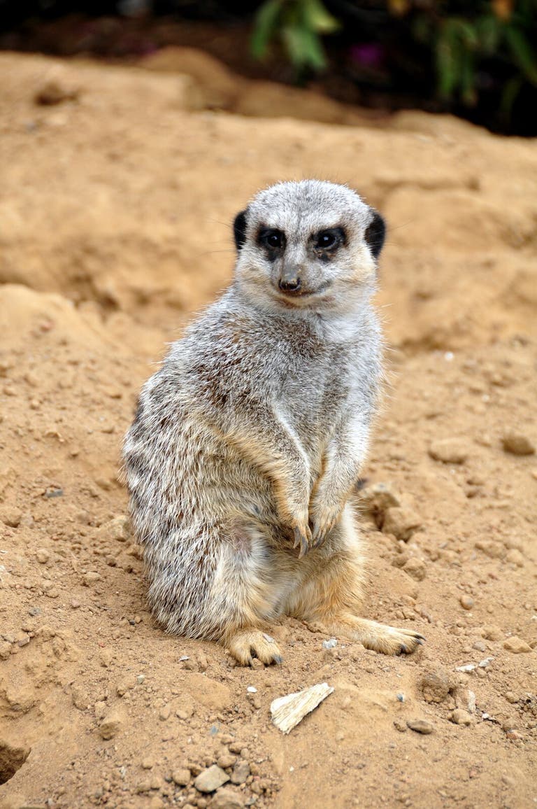 3,028 Meercat Stock Photos - Free & Royalty-Free Stock Photos from ...