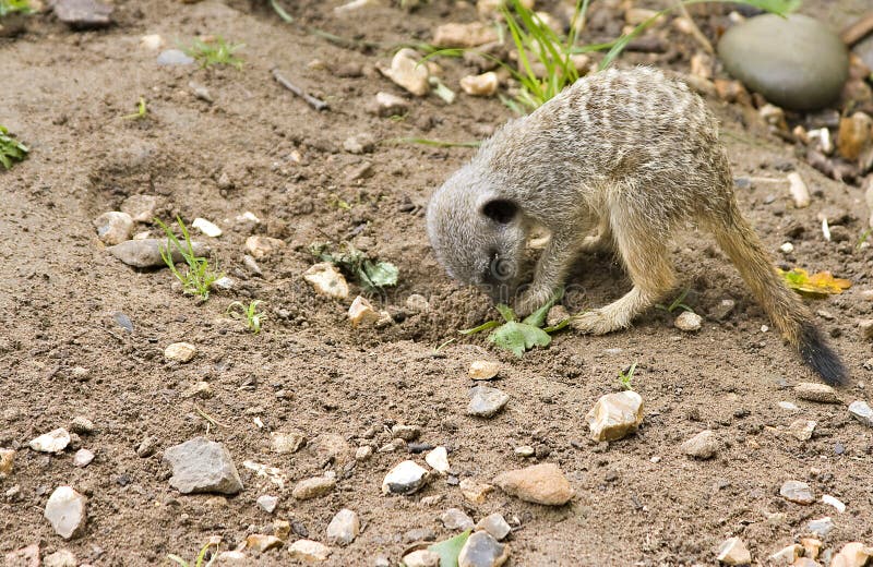 Meerkat catches mouse stock image. Image of tail, zoological - 22640115