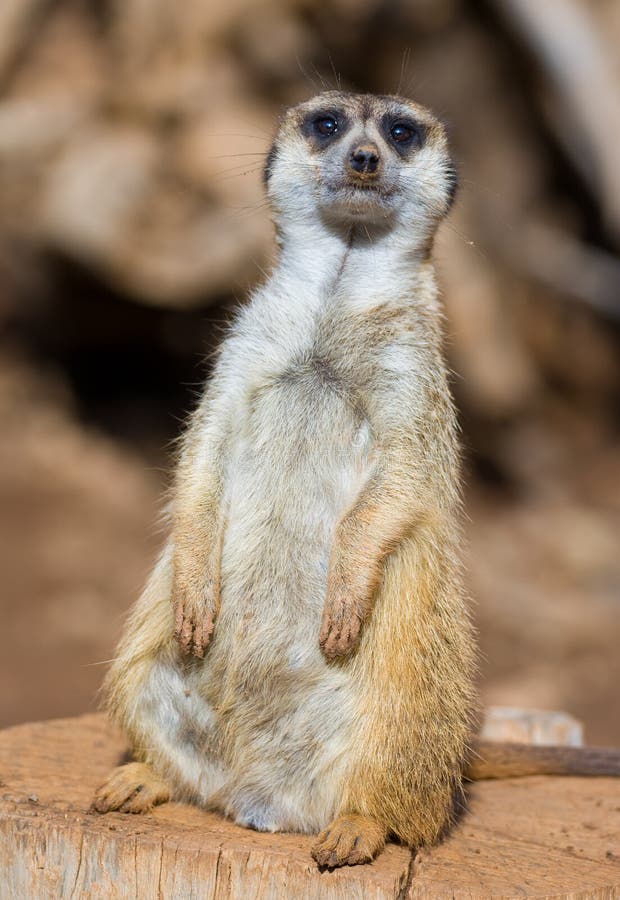 Meercat on duty stock photo. Image of rodent, mammal - 14243376