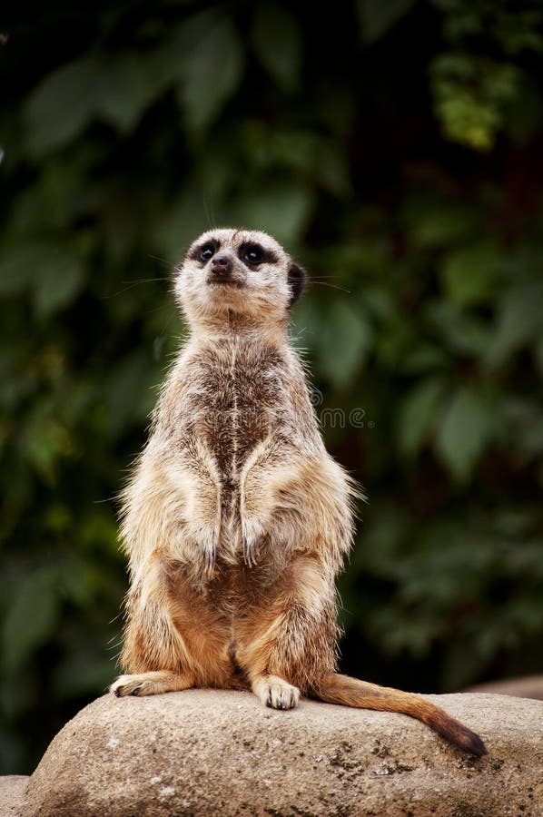 Meercat stock photo. Image of preserve, animal, mongoose - 10638716