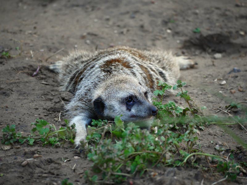 Meercat photos stock image. Image of watch, african - 152965319