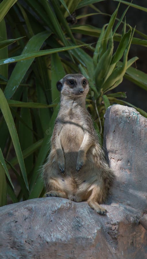 Meerkat in the Monaco Zoo stock image. Image of mammal - 136617377