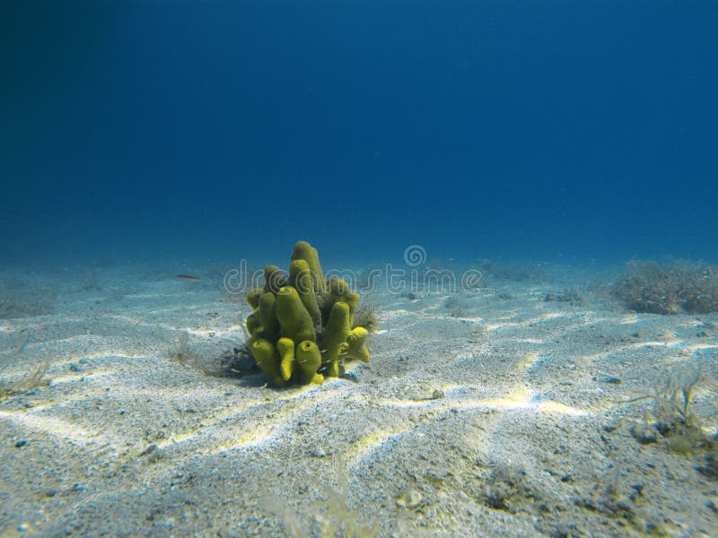 Meeresboden stockfoto. Bild von ozean, hintergrund, blau - 37917428