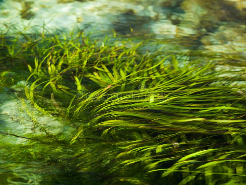 Meeresboden Mit Unterwasserflora. Stockfoto - Bild von leben ...