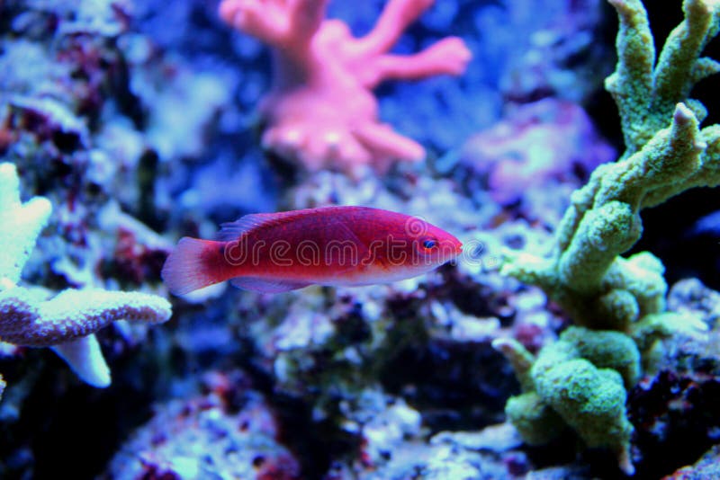 Gestreifter Meeresfisch stockfoto. Bild von farbe, meer - 75122758