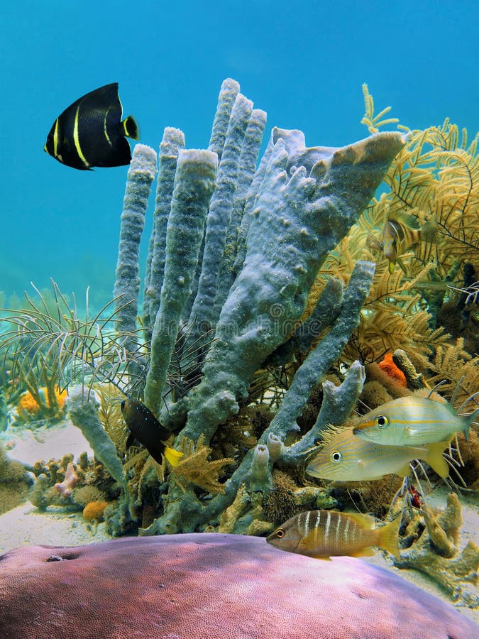 Meeresgrund stockfoto. Bild von tiefe, szenisch, meer - 23556382