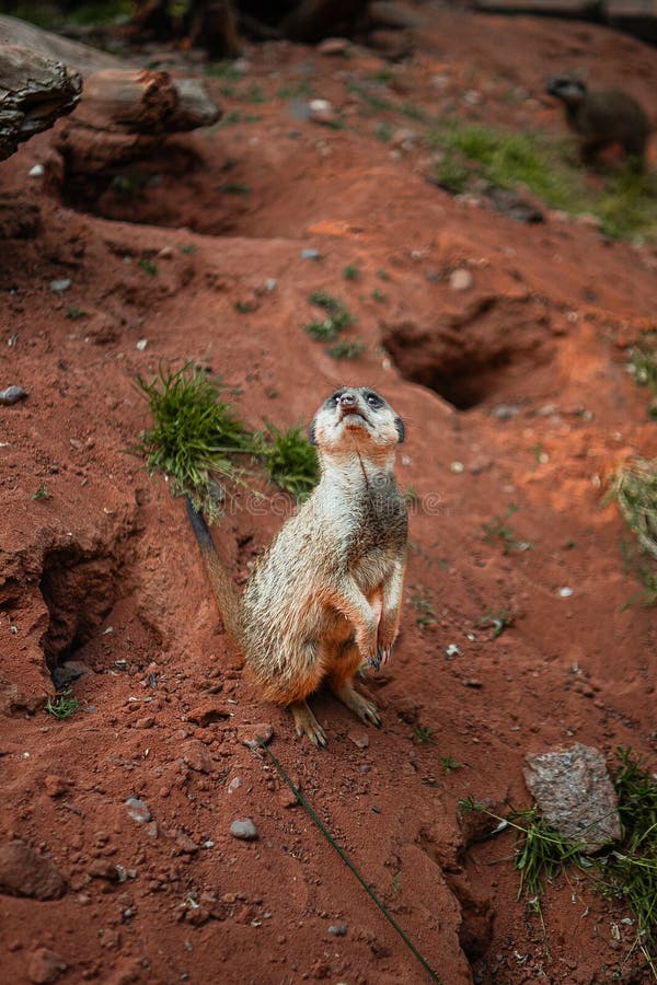 Meerkant Standing Watching Out Guarding the Group Stock Photo - Image ...
