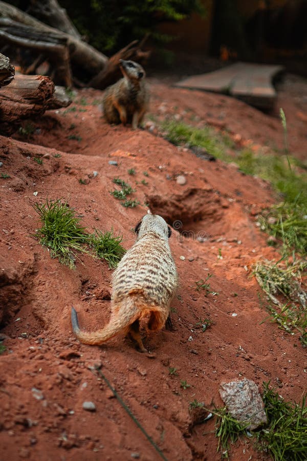 Meerkant Walking on the Ground Guarding the Group Stock Image - Image ...