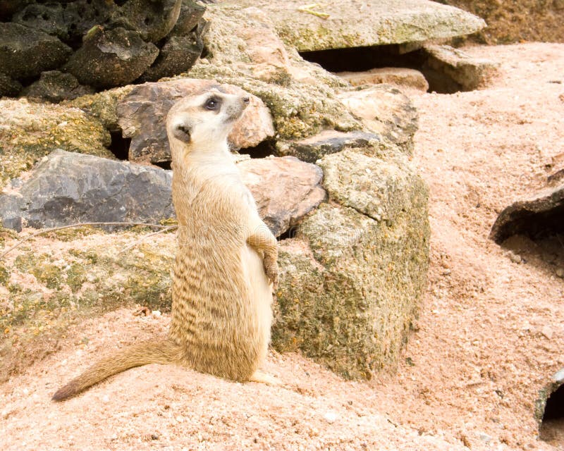 Meerkat side profile stock photo. Image of spainnnature - 160973080