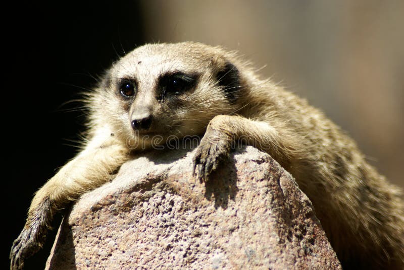 Meerkat stock photo. Image of sunny, meerkat, stone, family - 10669202
