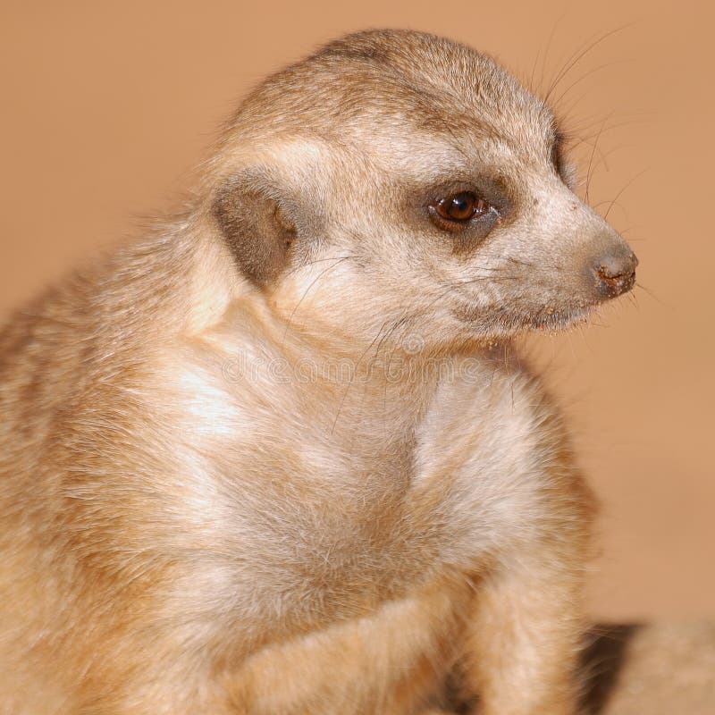 Meerkat stock image. Image of desert, watchful, cute - 10785897
