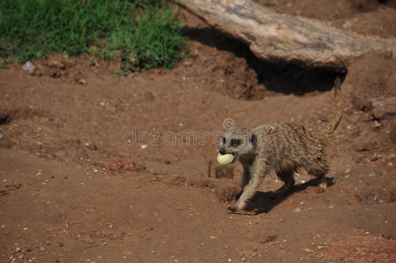 Meerkat catches mouse stock image. Image of tail, zoological - 22640115
