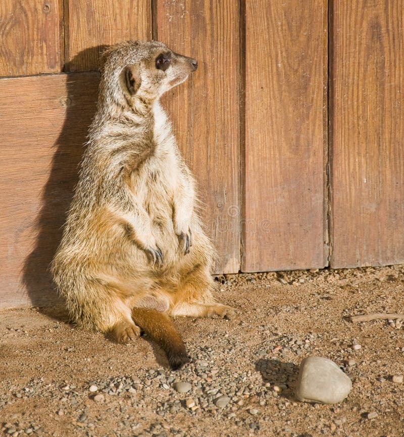 Meerkat stock photo. Image of africa, chilling, look - 14722716