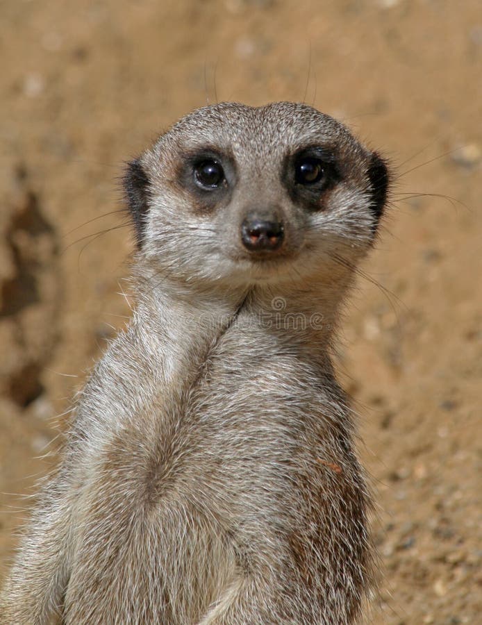 Meerkat Free Stock Photos & Pictures, Meerkat Royalty-Free and Public ...