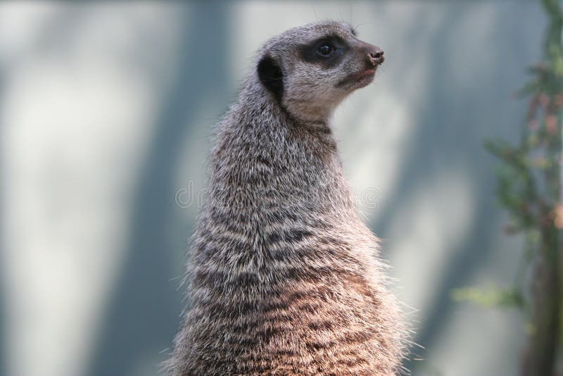 Sad Meerkat Stock Photos - Free & Royalty-Free Stock Photos from Dreamstime