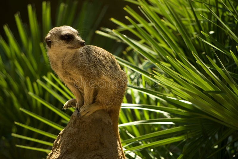 Meerkat stock photo. Image of meerkat, palm, green, summer - 13400798