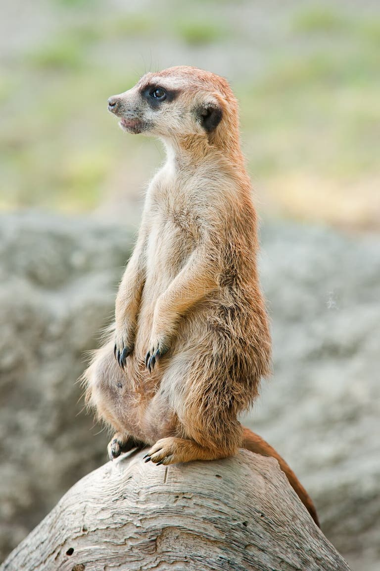 Meerkat Free Stock Photos & Pictures, Meerkat Royalty-Free and Public ...