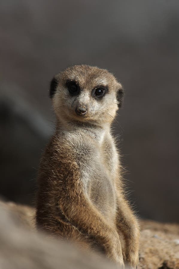 Meerkat Free Stock Photos & Pictures, Meerkat Royalty-Free and Public ...