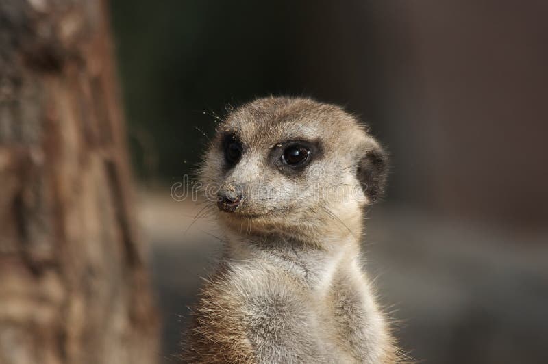 Meerkat Free Stock Photos & Pictures, Meerkat Royalty-Free and Public ...