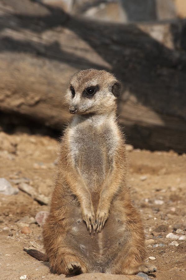 Meerkat Free Stock Photos & Pictures, Meerkat Royalty-Free and Public ...
