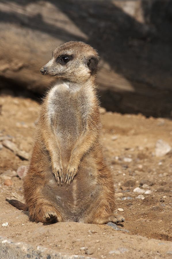 Meerkat Picture. Image: 1575918
