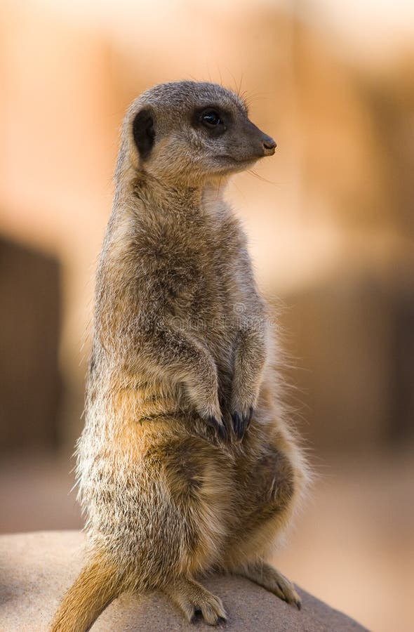 Meerkat Free Stock Photos & Pictures, Meerkat Royalty-Free and Public ...