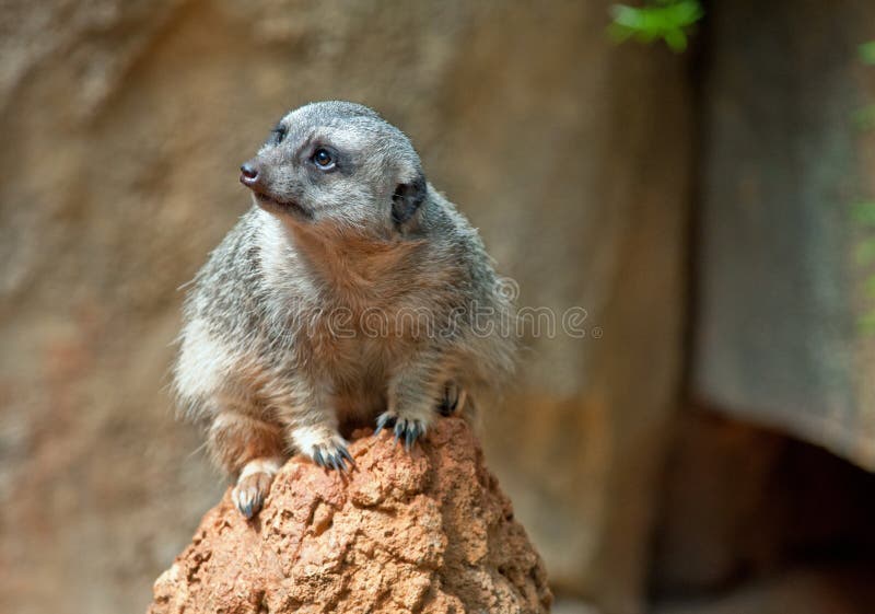 Meerkat stock photo. Image of furry, claws, african, meerkats - 19225840