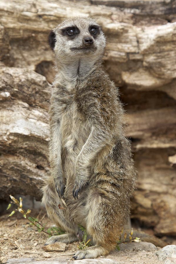 Meerkat Free Stock Photos & Pictures, Meerkat Royalty-Free and Public ...
