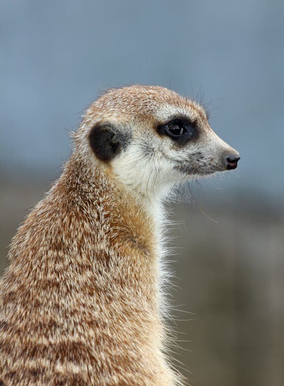 Meerkat stock image. Image of looking, cuddly, danger - 21607497