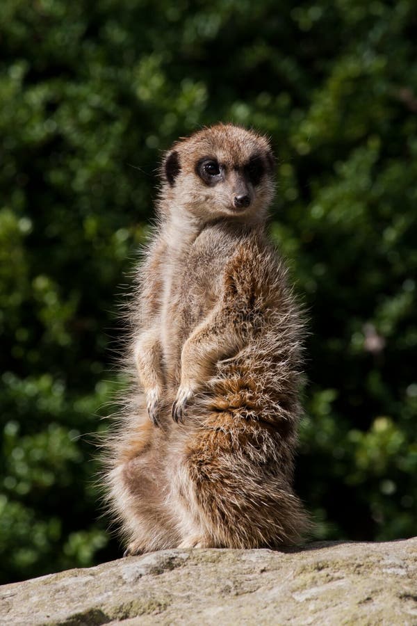 Meerkat stock photo. Image of sitting, look, nice, cute - 21658248