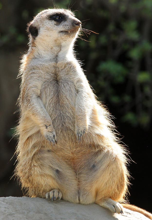 Meerkat stock photo. Image of sentinel, groud, hair, erect - 21674842