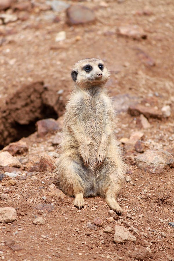 Suricate stock photo. Image of animals, hair, angry, nature - 61313832