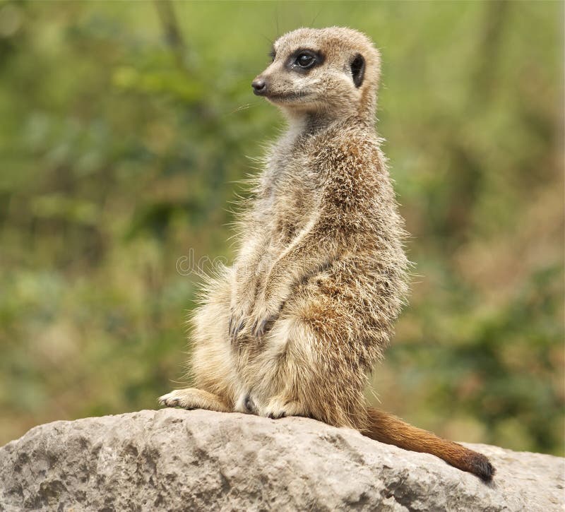 Male Meerkat or Suricate Standing Guard Stock Image - Image of kalahari ...
