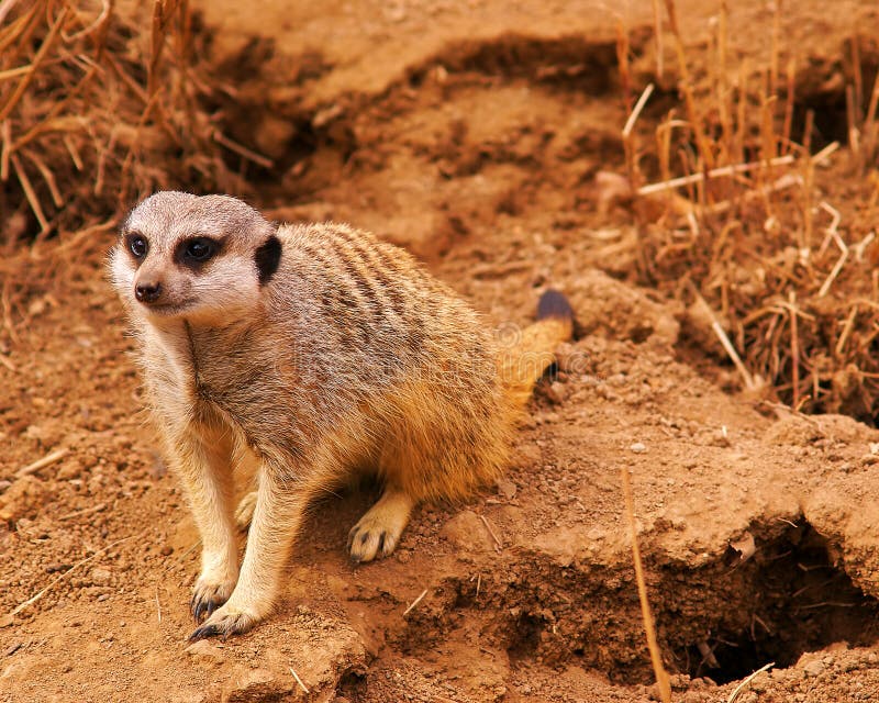 Meerkat Free Stock Photos & Pictures, Meerkat Royalty-Free and Public ...