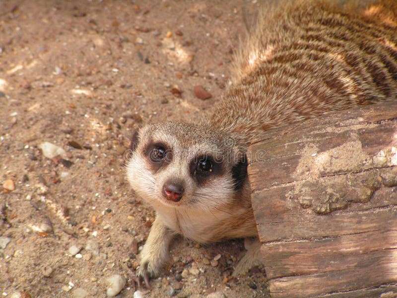 Meerkat Free Stock Photos & Pictures, Meerkat Royalty-Free and Public ...
