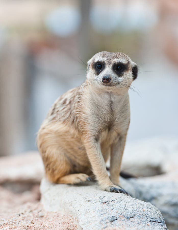 Meerkat stock image. Image of manor, mongoose, family - 28019077