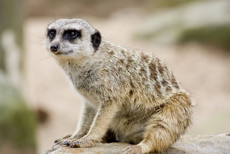 Meerkat catches mouse stock image. Image of tail, zoological - 22640115