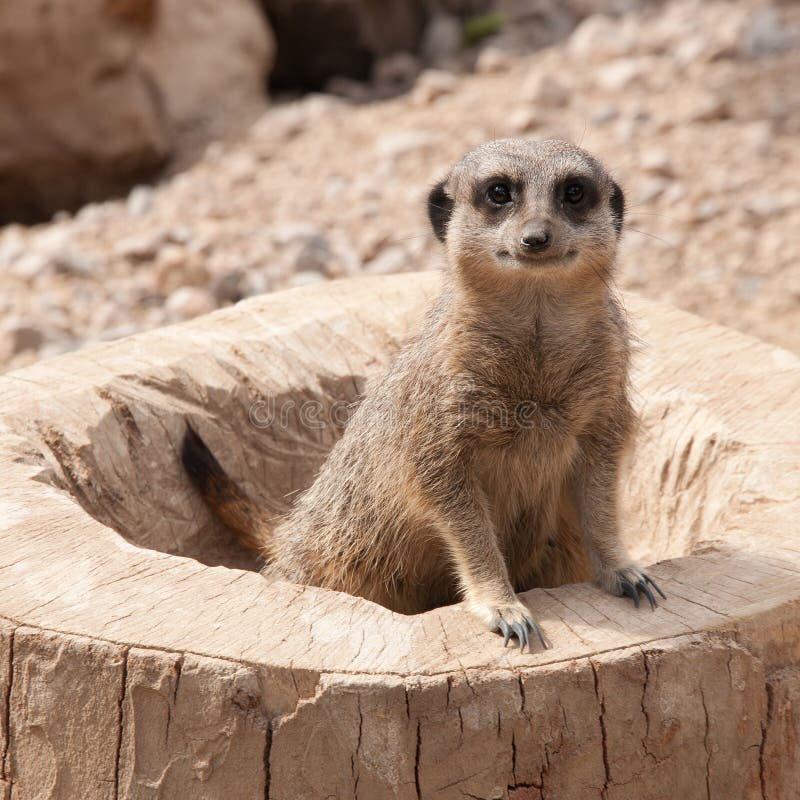 Meerkat male sitting stock image. Image of paying, feet - 2340955