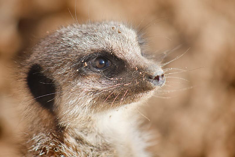 Meerkat stock image. Image of simples, animal, profile - 24358741
