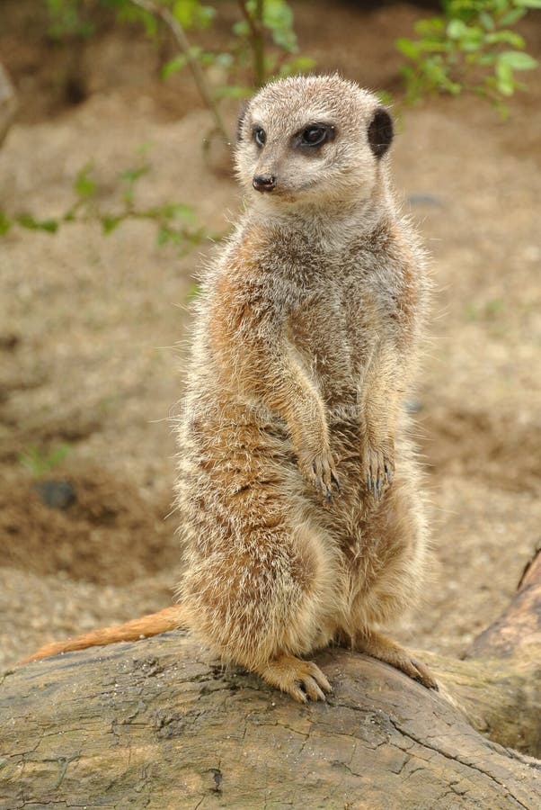 Meerkat stock photo. Image of looking, look, smallanimals - 25154036