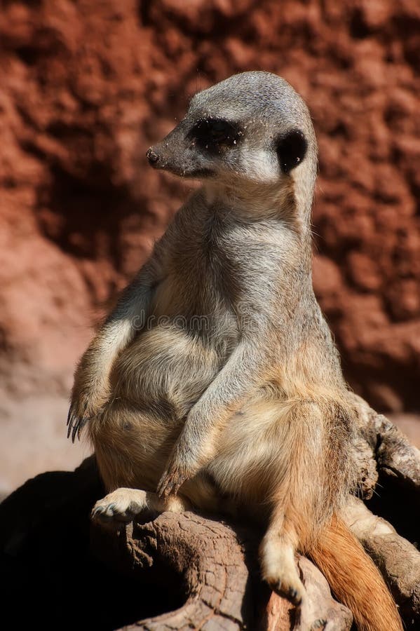 A Fat Meerkat stock photo. Image of beige, meerkat, standing - 27255558