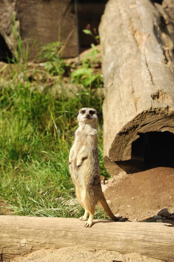 A fat meerkat stock photo. Image of cute, meerkat, grass - 27277180
