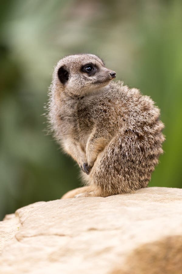 Meerkat side view 3 stock image. Image of lookout, guard - 39594805