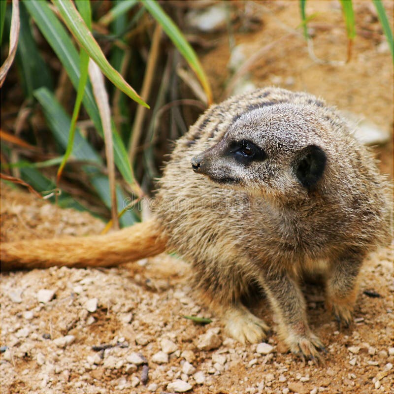 Meerkat Free Stock Photos & Pictures, Meerkat Royalty-Free and Public ...